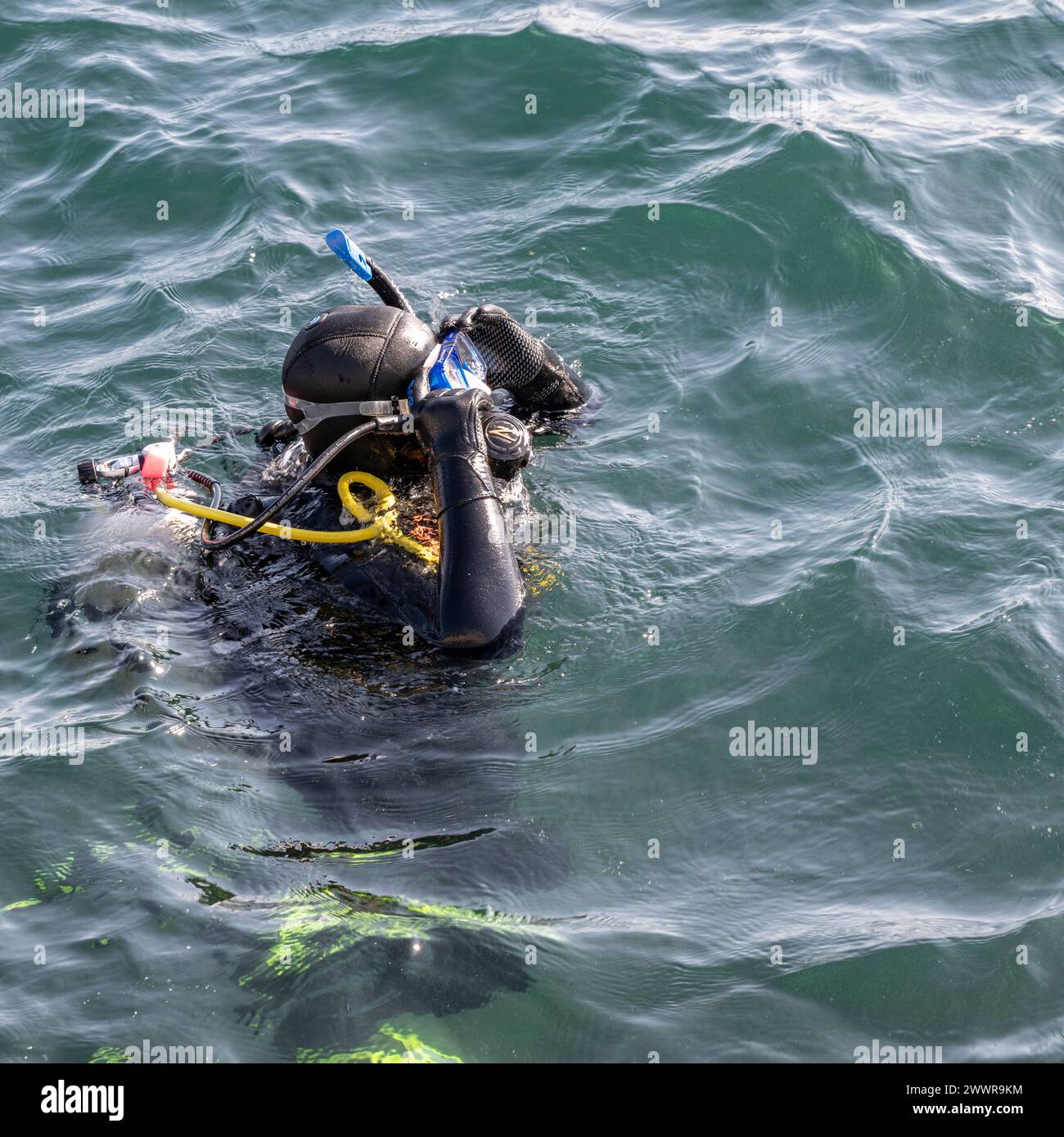 Scuba Diver in the ocean at Ogden Point that is a deep water port ...