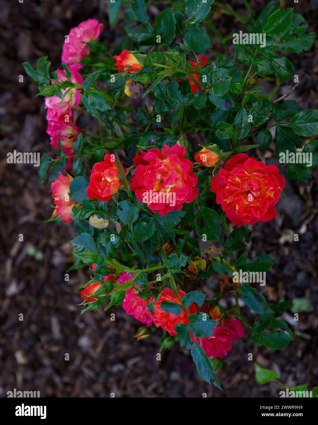 Closeup of the pink red flowers of the ground cover rose rosa ...