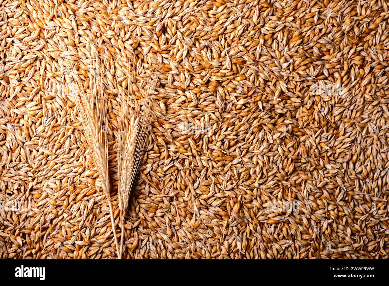 Golden barley grains with spikelet as background, top view. Barley ...