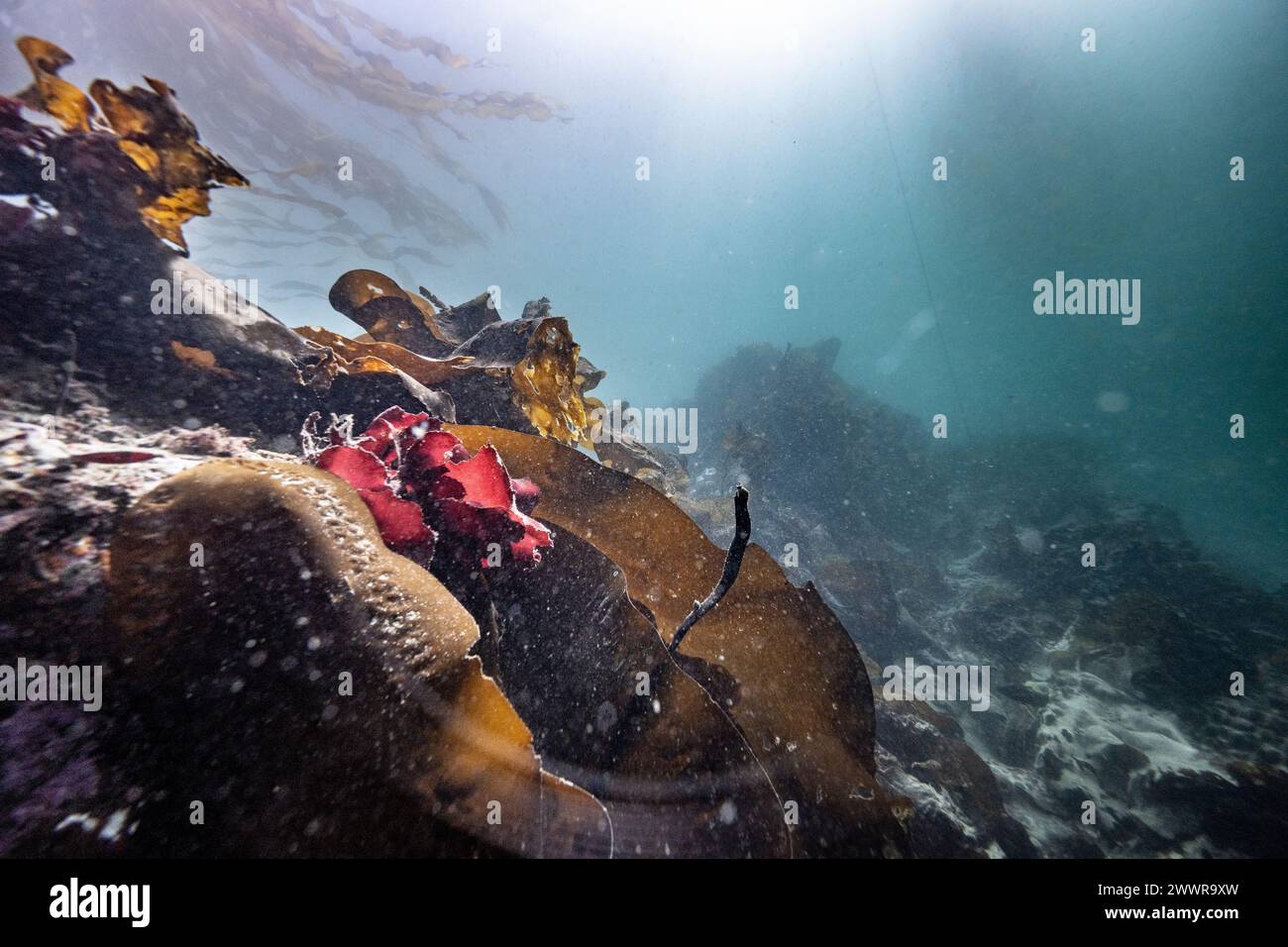 Submerged view of the ocean floor with sunlight glowing through the ...