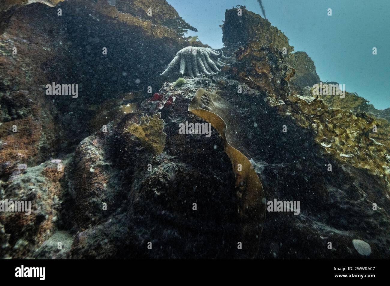 Octopus ocean floor hi-res stock photography and images - Alamy