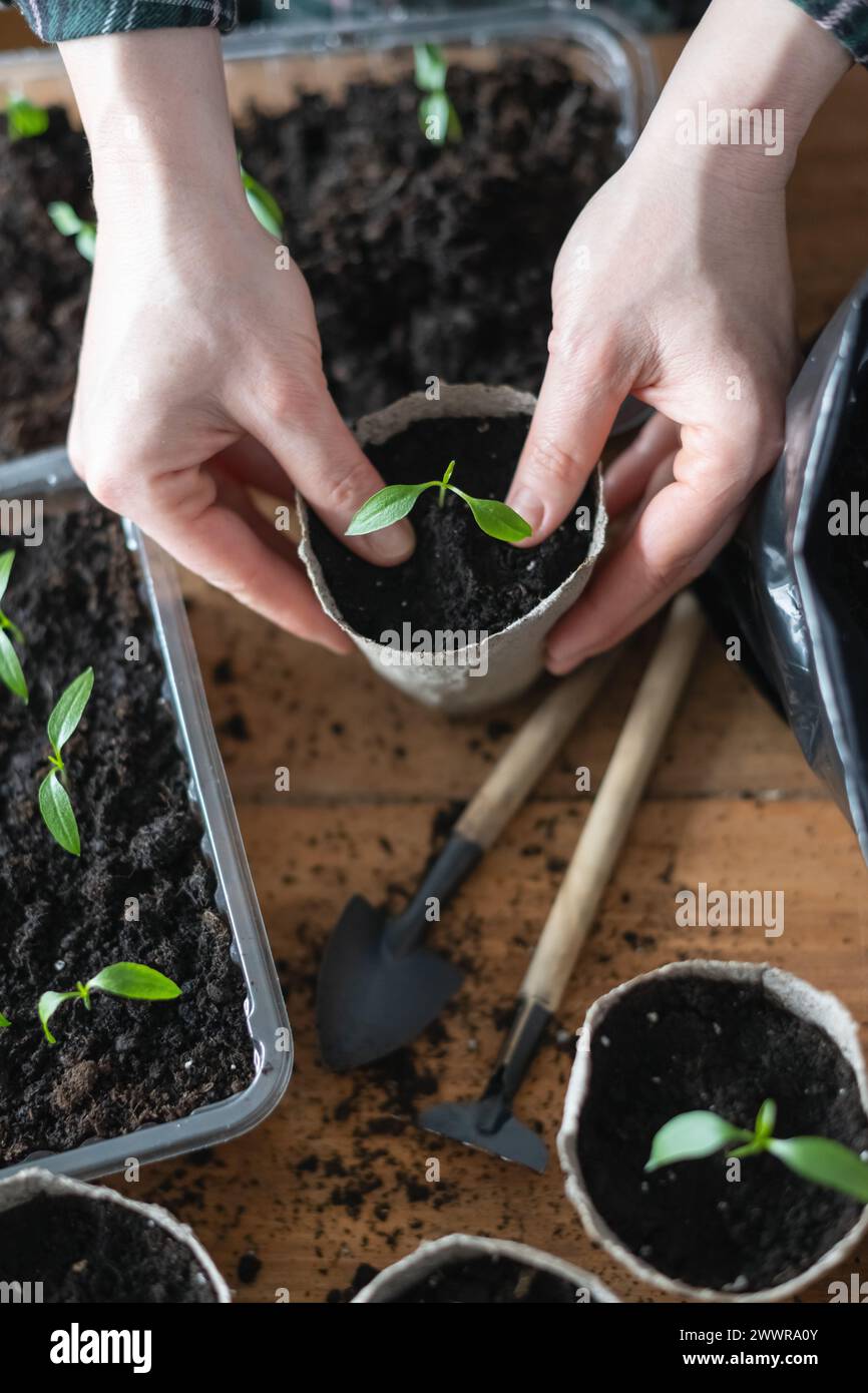 Farmer transplants tomato and pepper seedlings into peat cups. Preparing plants for growing in ...