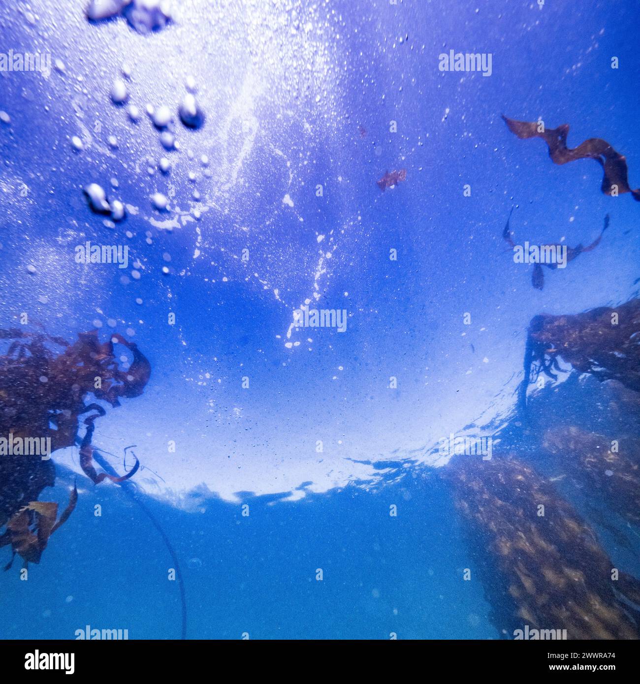Underwater coil of seaweed with sunlight glowing through the surface of ...