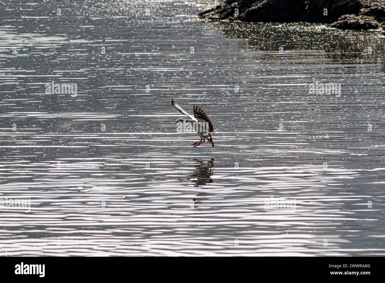 Soft backlit egyptian goose landing on water. Douro river, north of ...