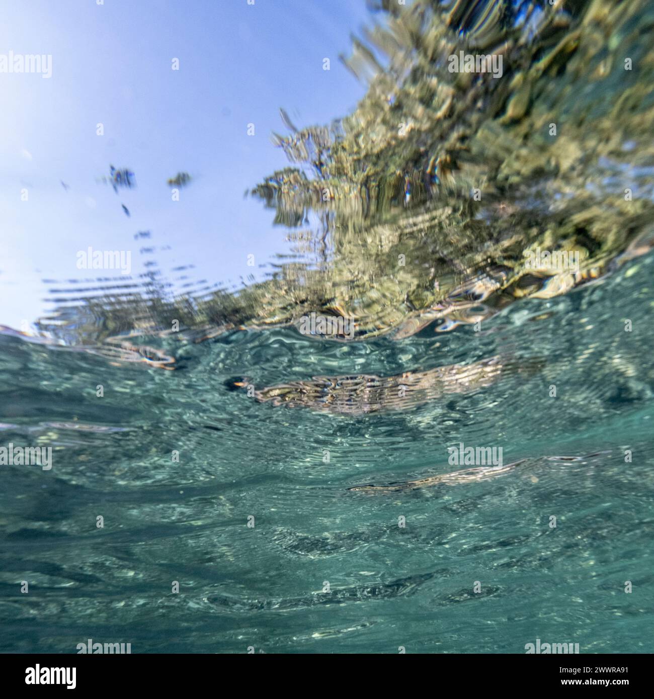 Underwater view of seaweed through the ocean surface, Sooke Bay ...