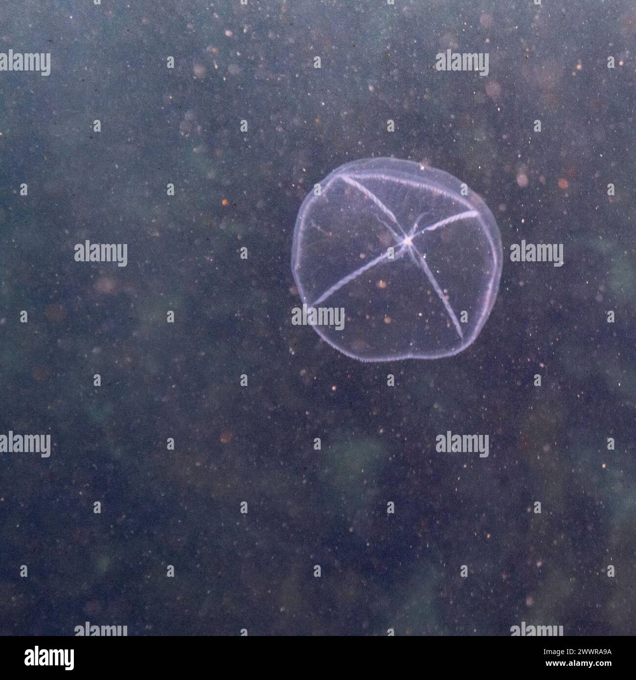 View of a Jellyfish underwater at Sooke Bay, Vancouver Island, British ...