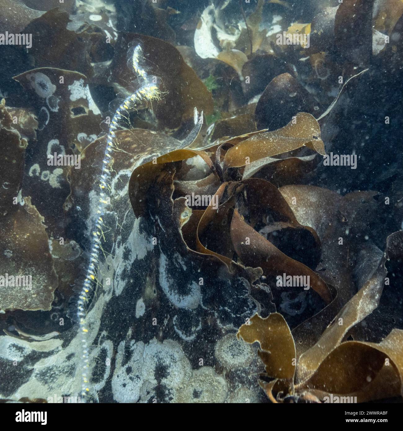 Subaquatic life hi-res stock photography and images - Alamy