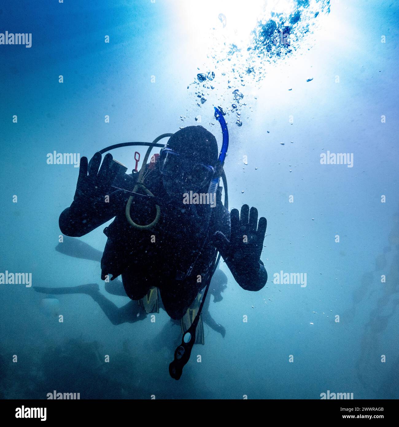 Scuba diver underwater in the ocean at Sooke Bay, Vancouver Island ...
