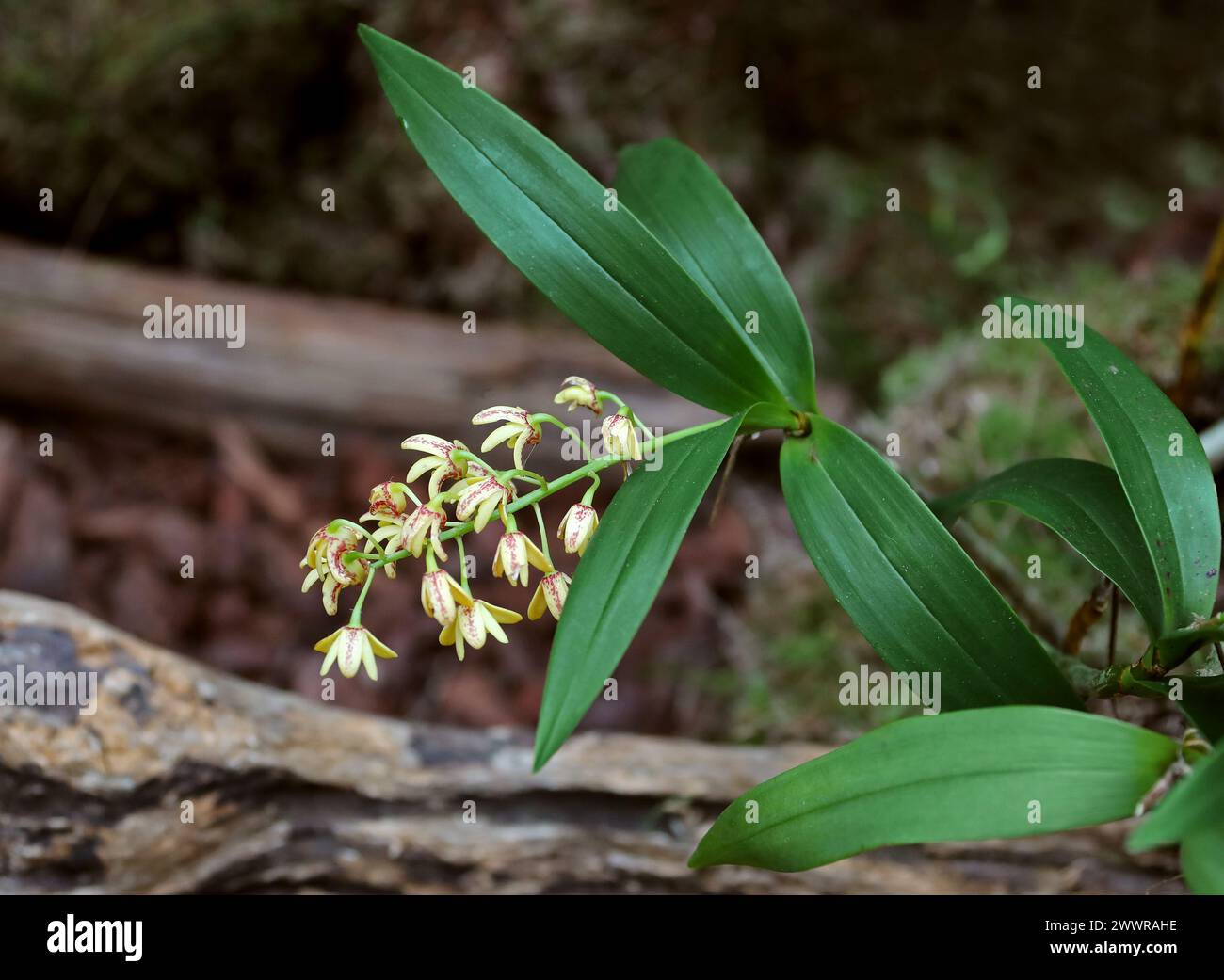 Blotched Cane Orchid or Yellow Cane Orchid, Dendrobium gracilicaule ...
