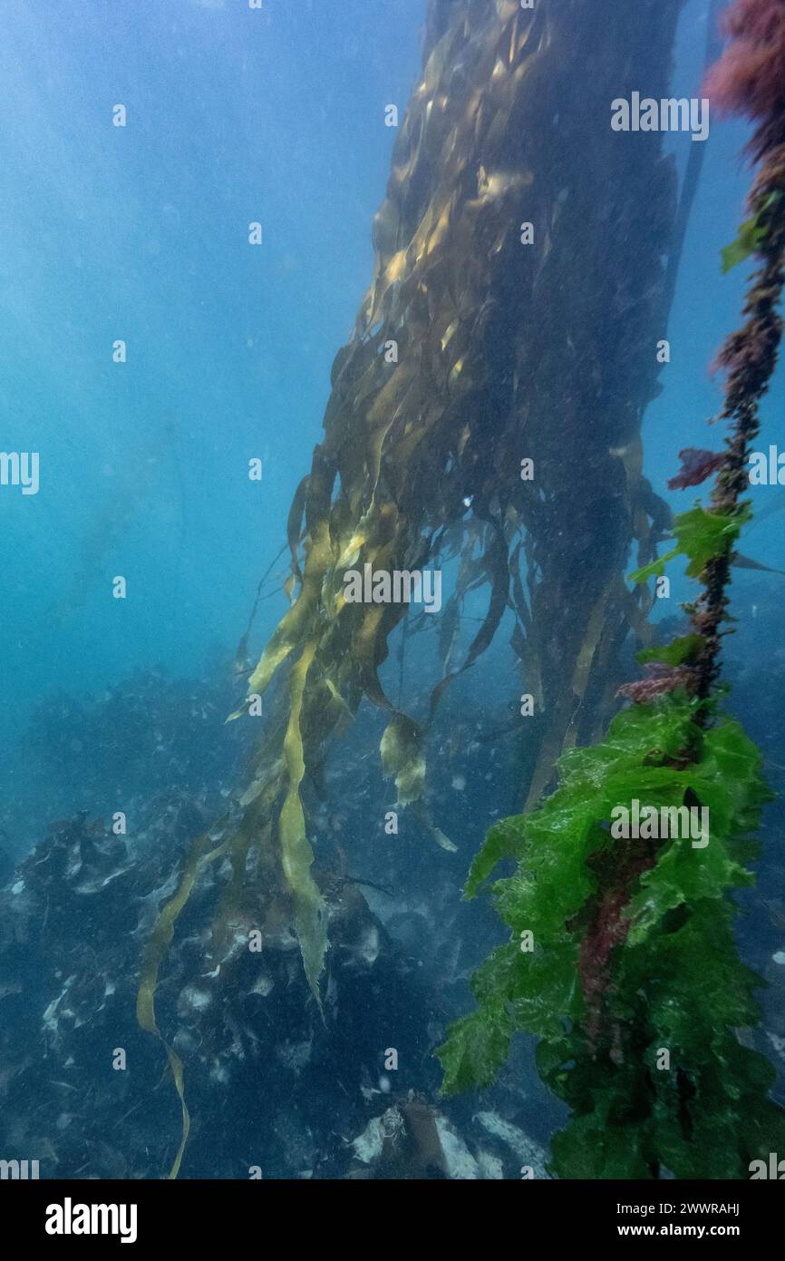 Seaweed vines hi-res stock photography and images - Alamy