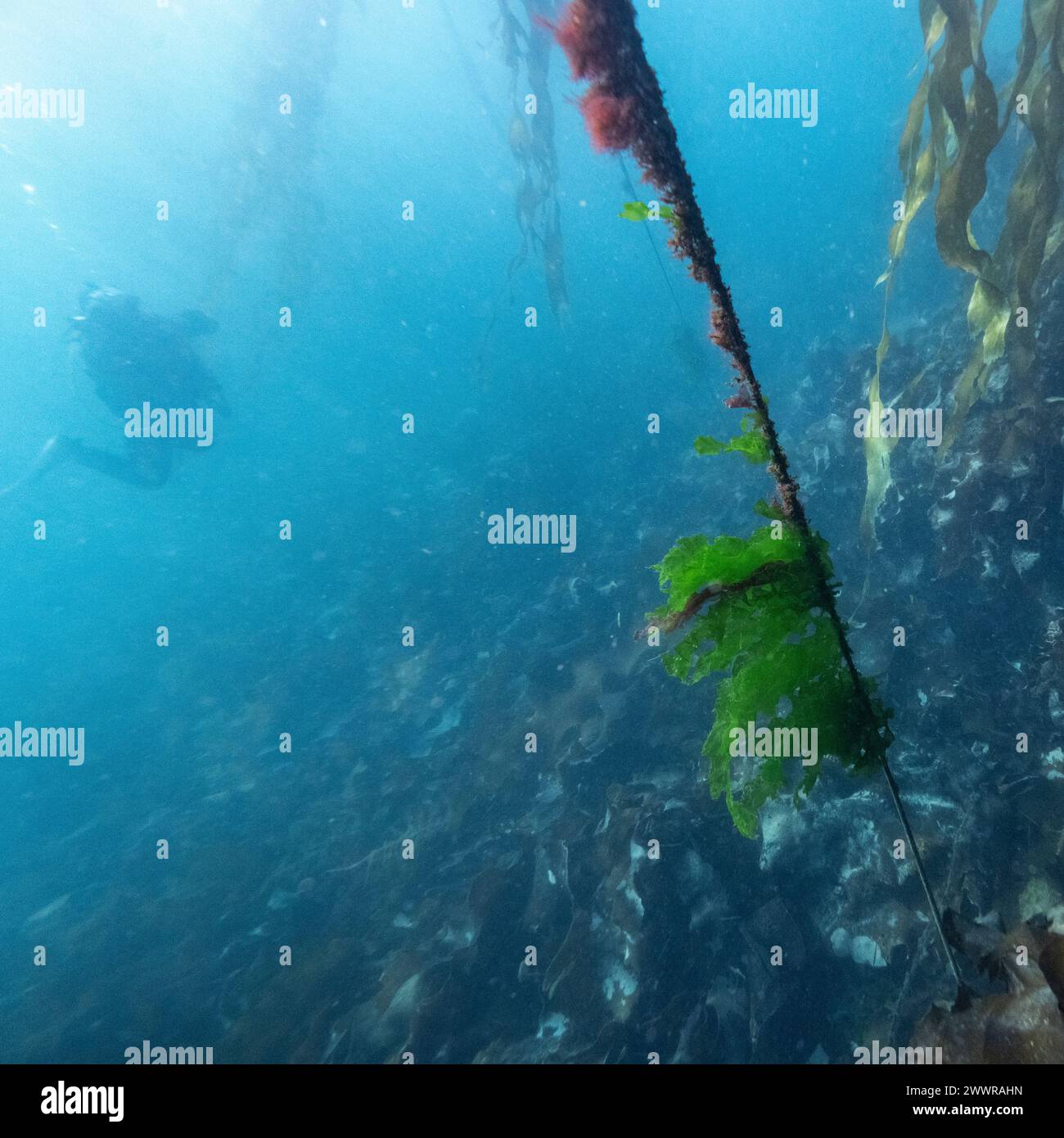 Underwater view of seaweed vines, Sooke Bay, Vancouver Island, British ...