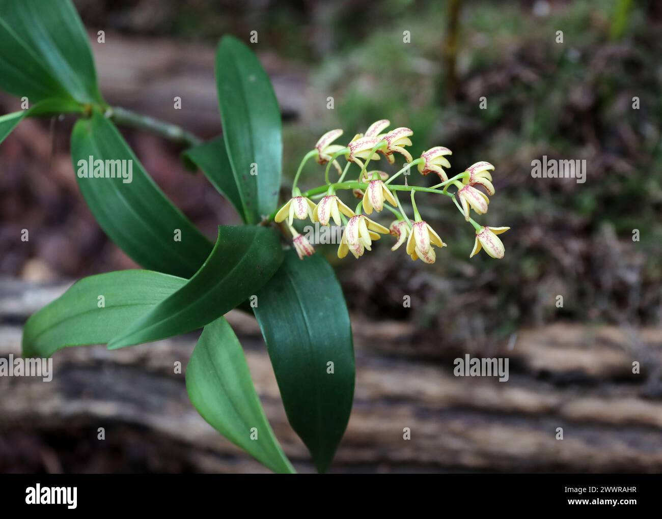 Dendrobium orchid leaves hi-res stock photography and images - Alamy