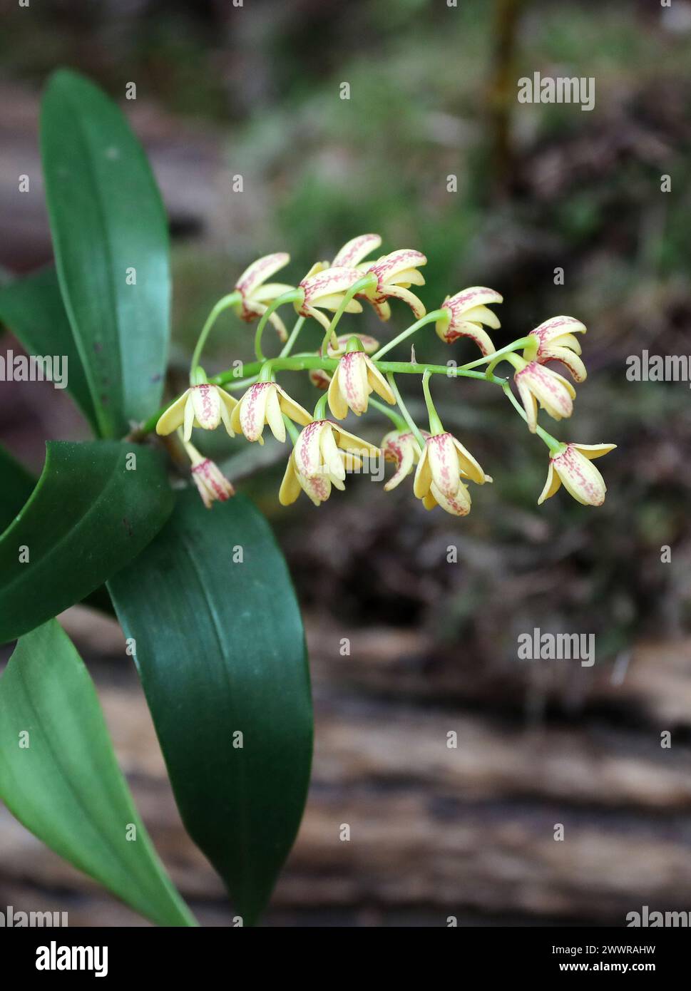 Blotched Cane Orchid or Yellow Cane Orchid, Dendrobium gracilicaule ...