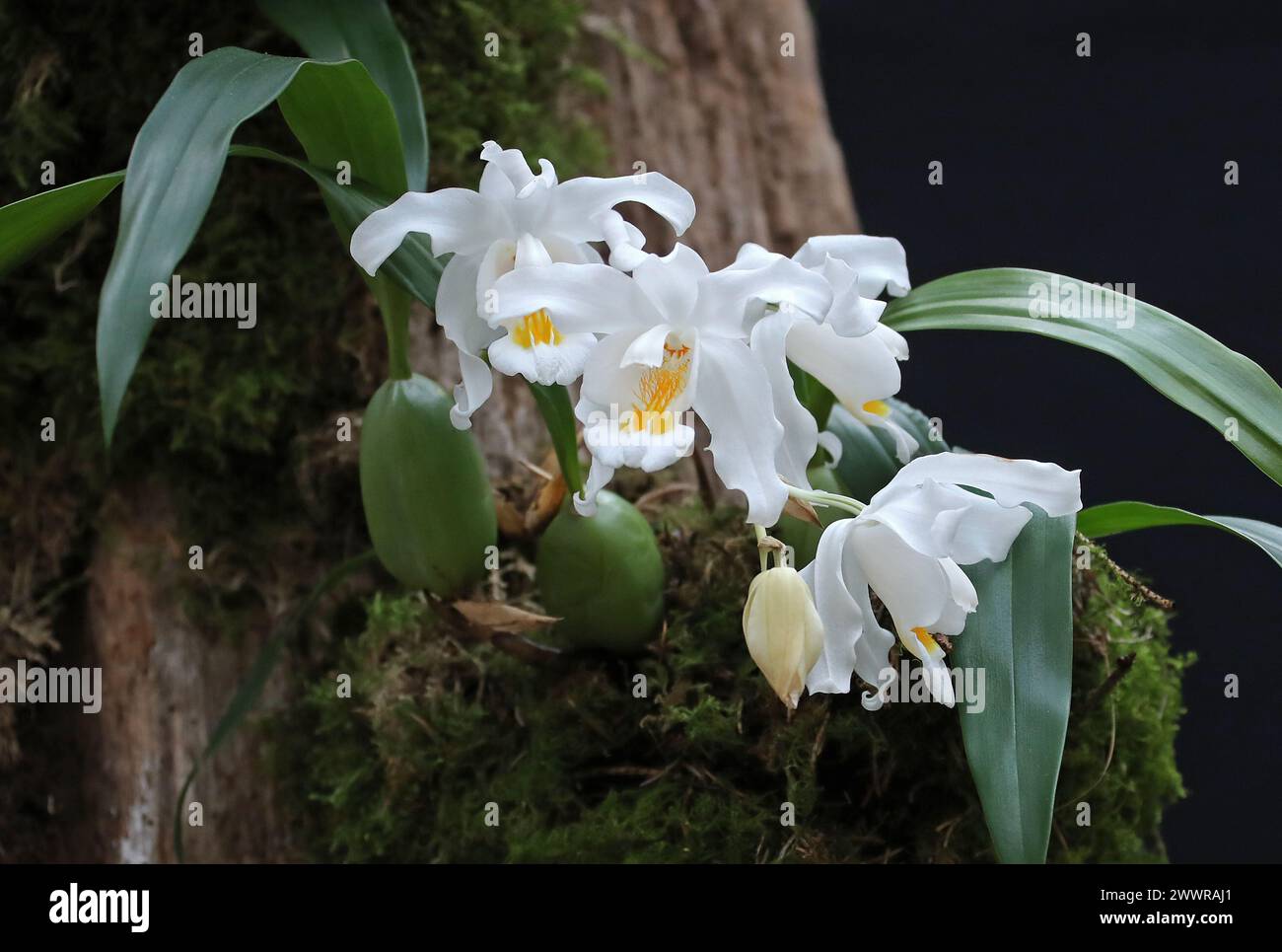 Snow Queen Orchid, Angel Orchid, Orchid of the North Woods or Alba ...