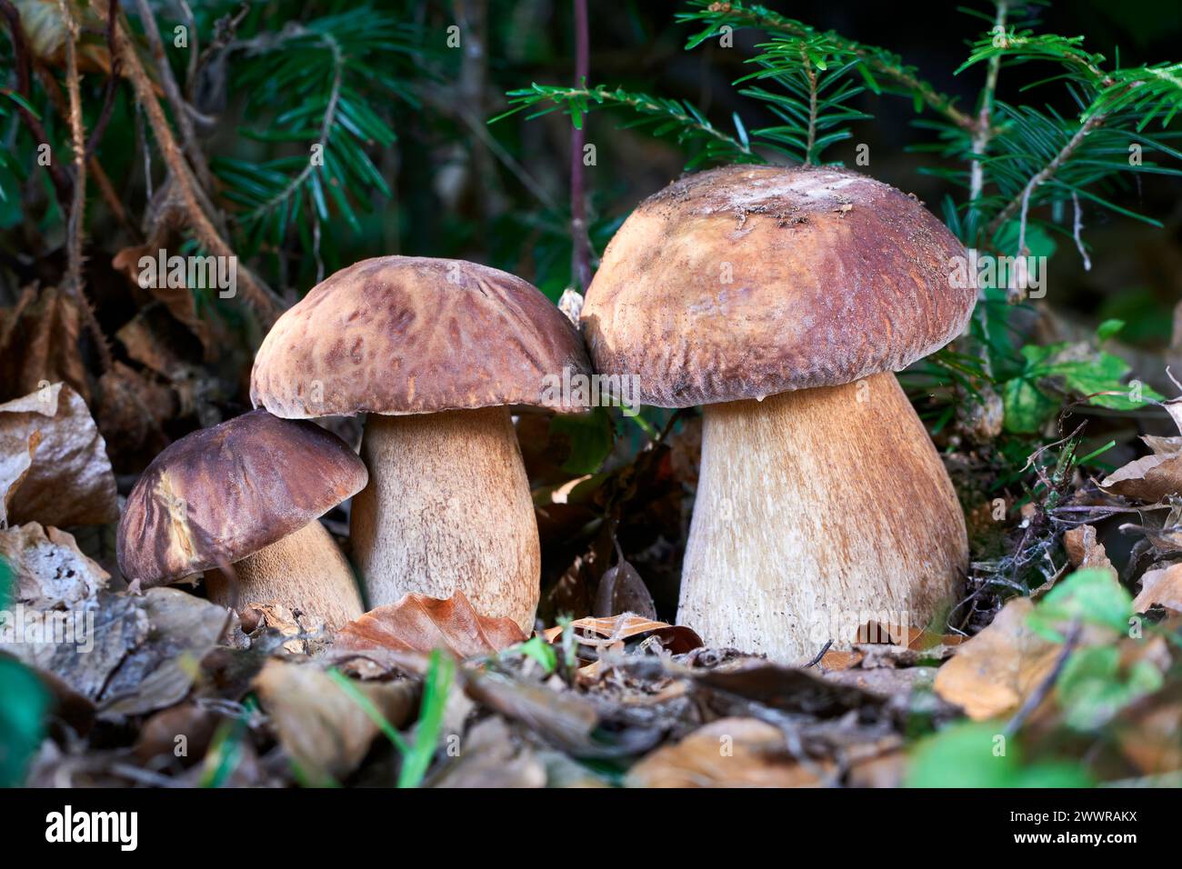 Boletus reticulatus - a meal fungus with an excellent taste Stock Photo ...