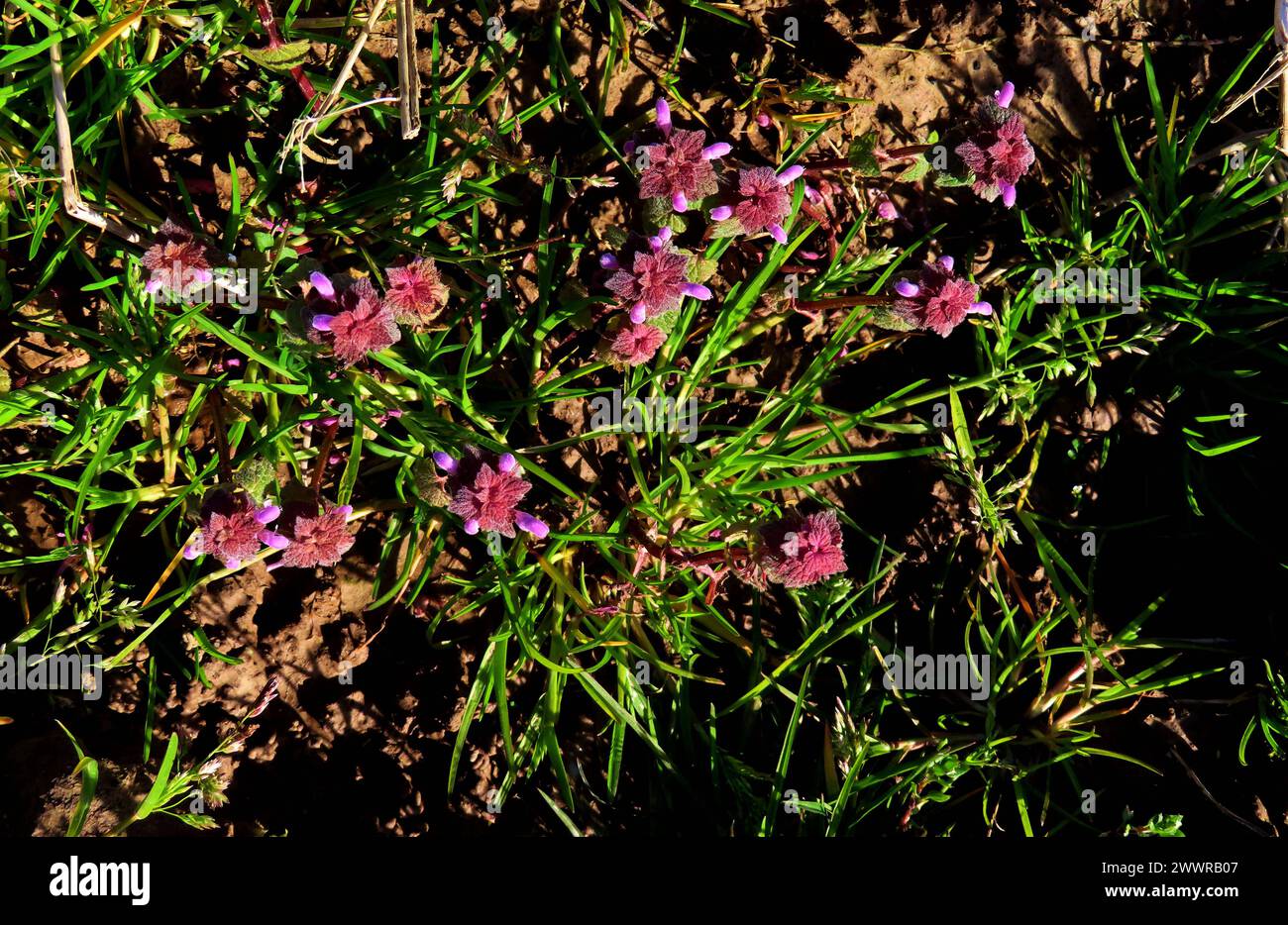 Rote wiesen hi-res stock photography and images - Alamy