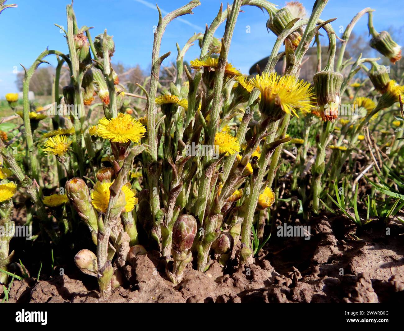 Scaly flower hi-res stock photography and images - Alamy