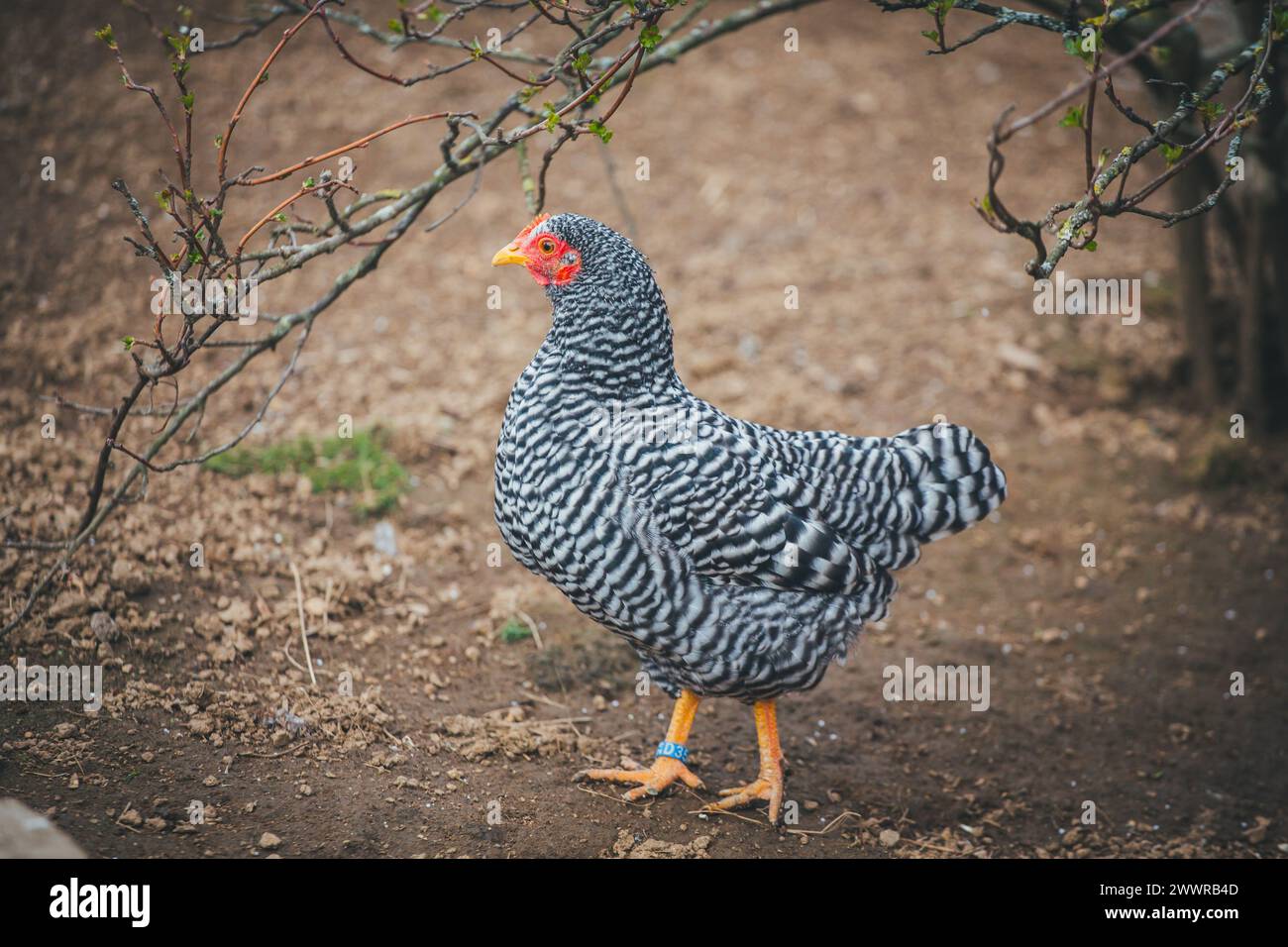 Dwarf Amrock hen (Amrock Bantam hen Stock Photo - Alamy