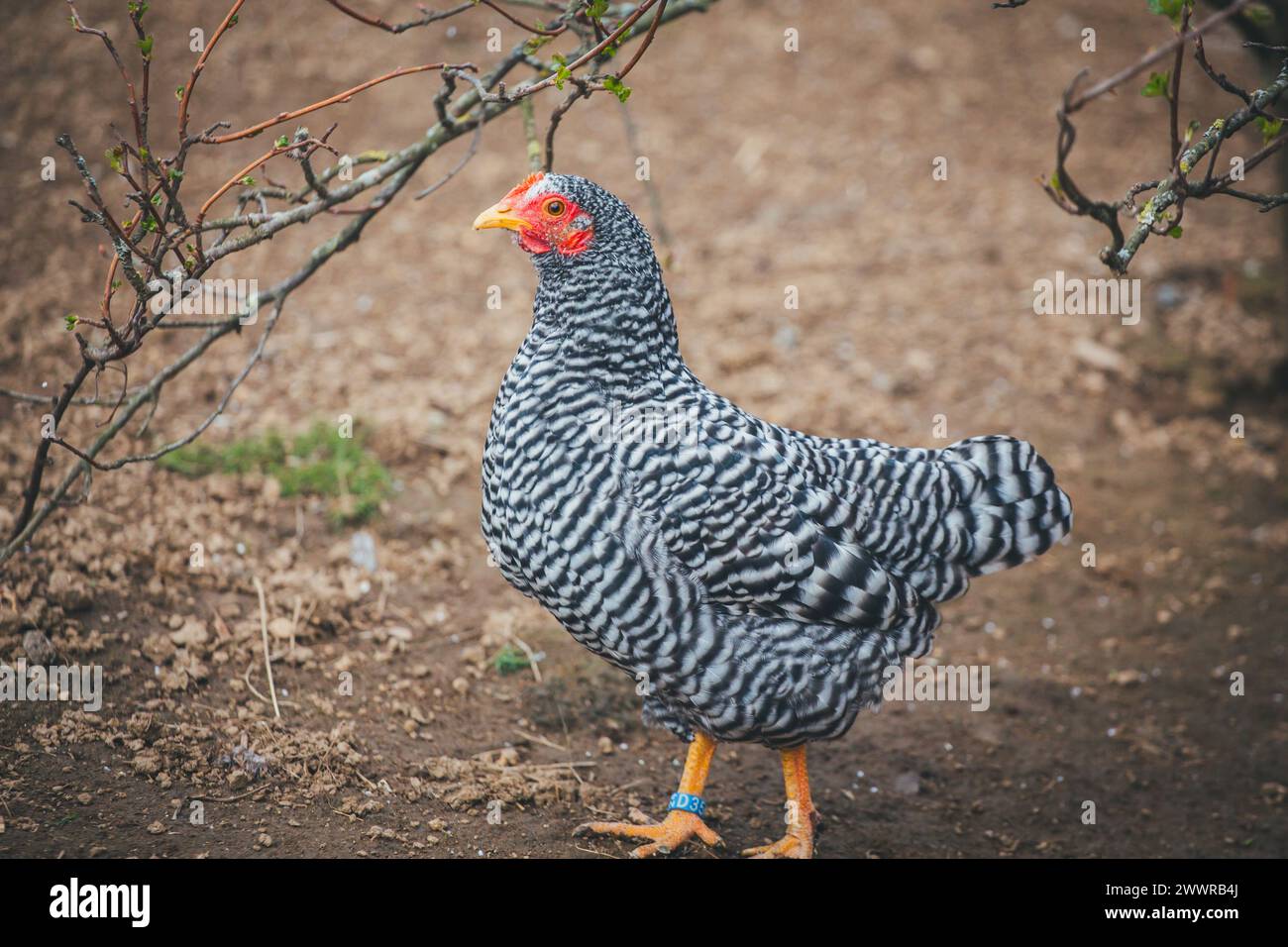 Dwarf Amrock hen (Amrock Bantam hen Stock Photo - Alamy