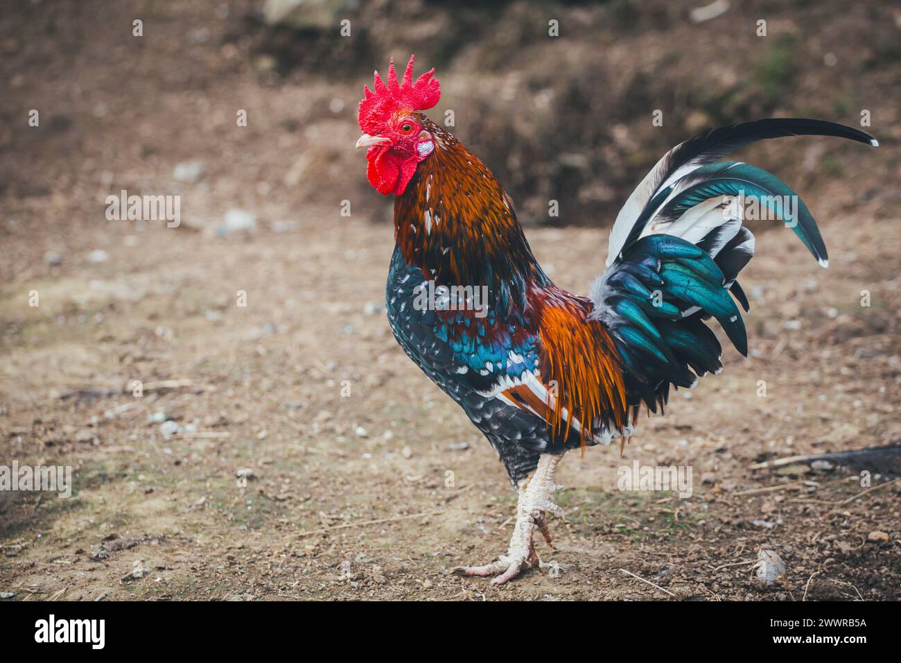 Stoapiperl (Steinhendl) rooster, an endangered aboriginal chicken breed ...