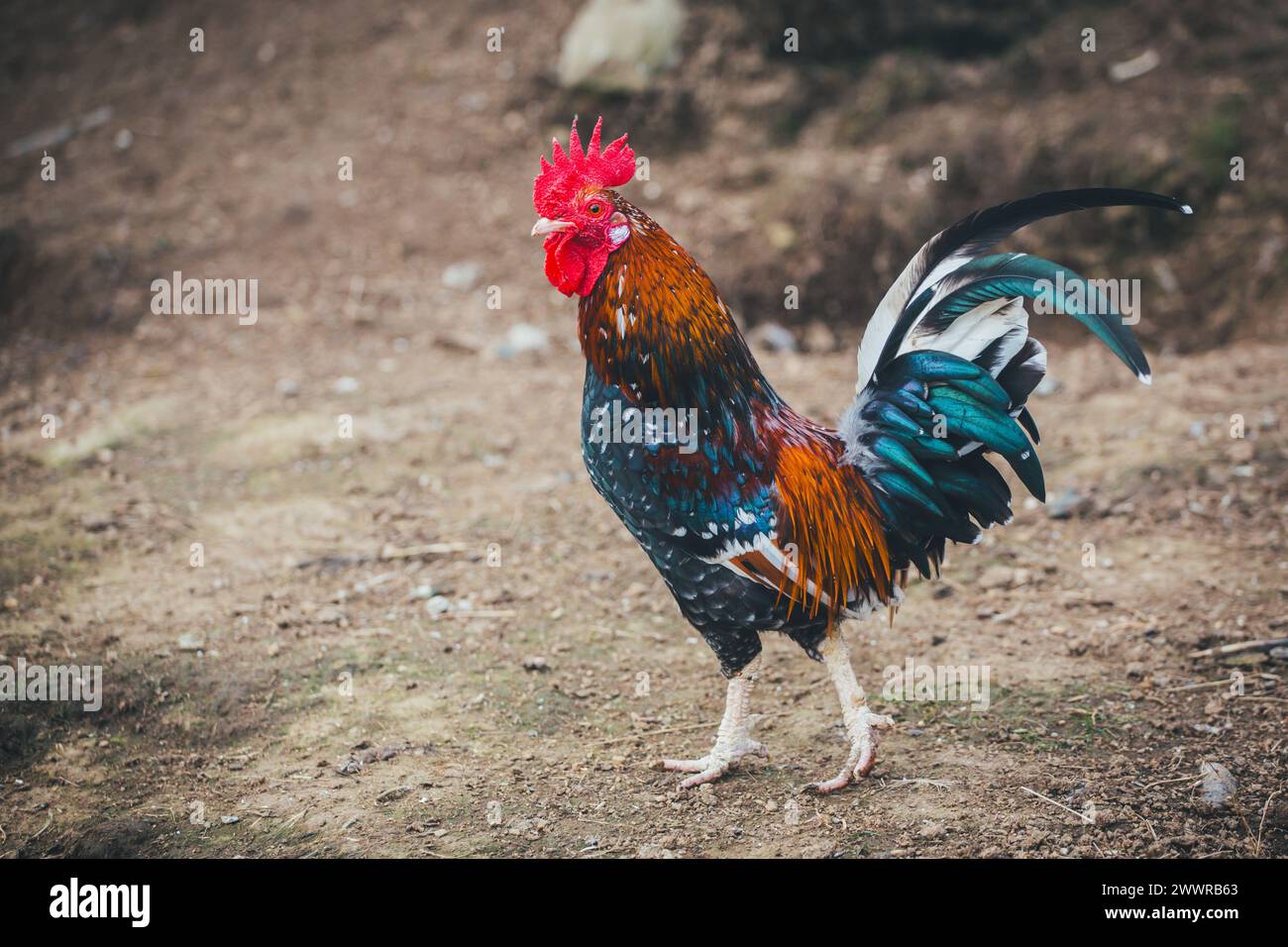 Stoapiperl (Steinhendl) rooster, an endangered aboriginal chicken breed ...