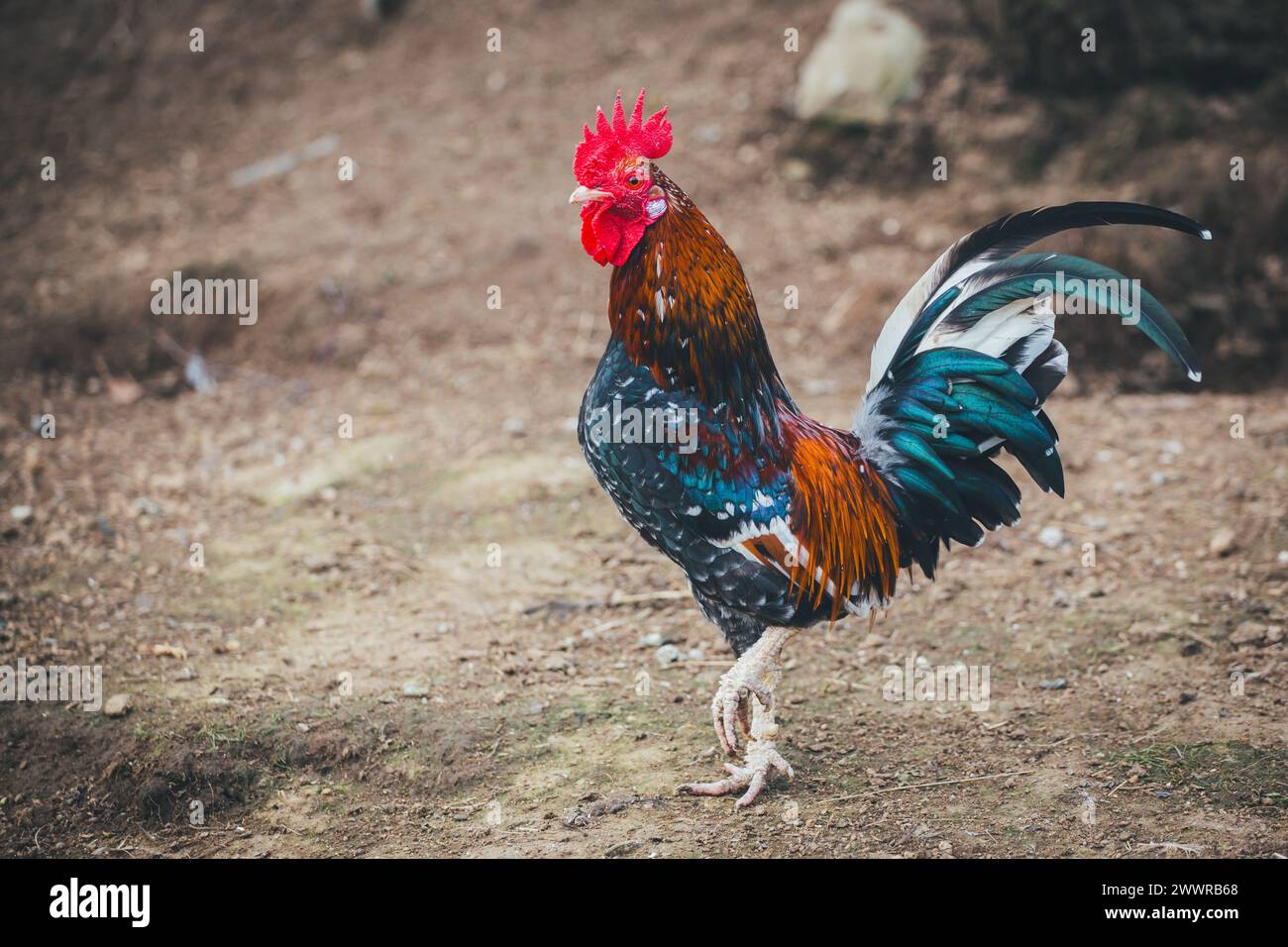 Stoapiperl (Steinhendl) rooster, an endangered aboriginal chicken breed ...