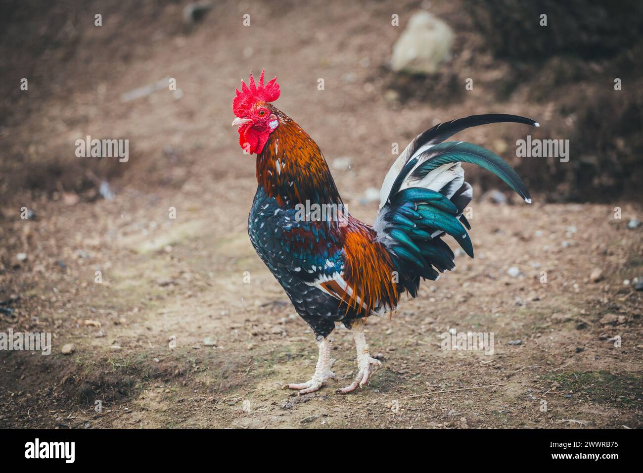 Colourful chicken rooster hi-res stock photography and images - Alamy