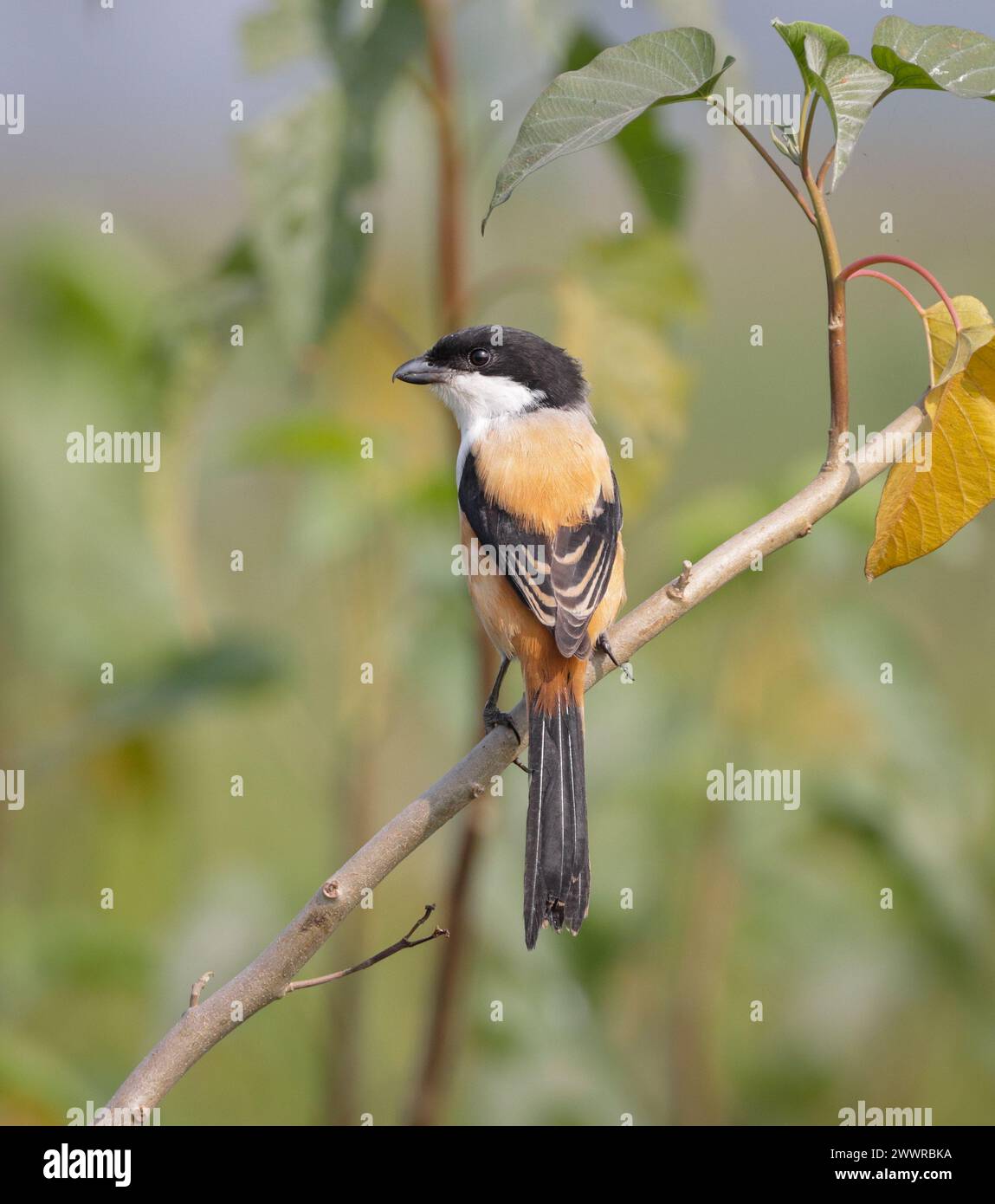 long-tailed shrike or rufous-backed shrike is a member of the bird ...