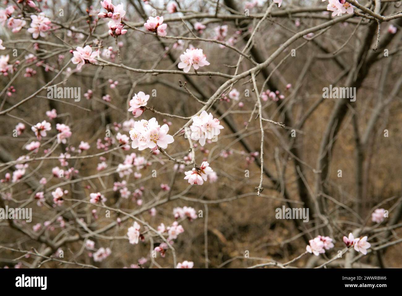 Cluster of branches hi-res stock photography and images - Alamy