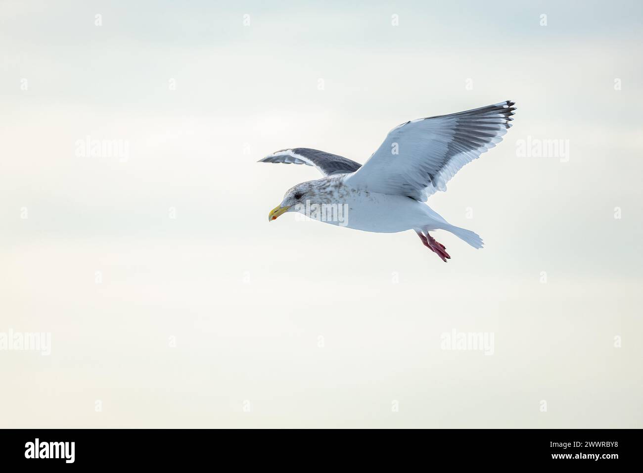 Hokkaido japon hi-res stock photography and images - Alamy