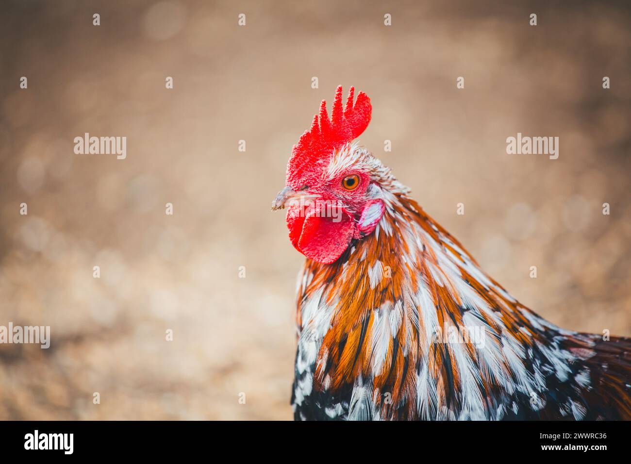Stoapiperl (Steinhendl) rooster, an endangered aboriginal chicken breed ...