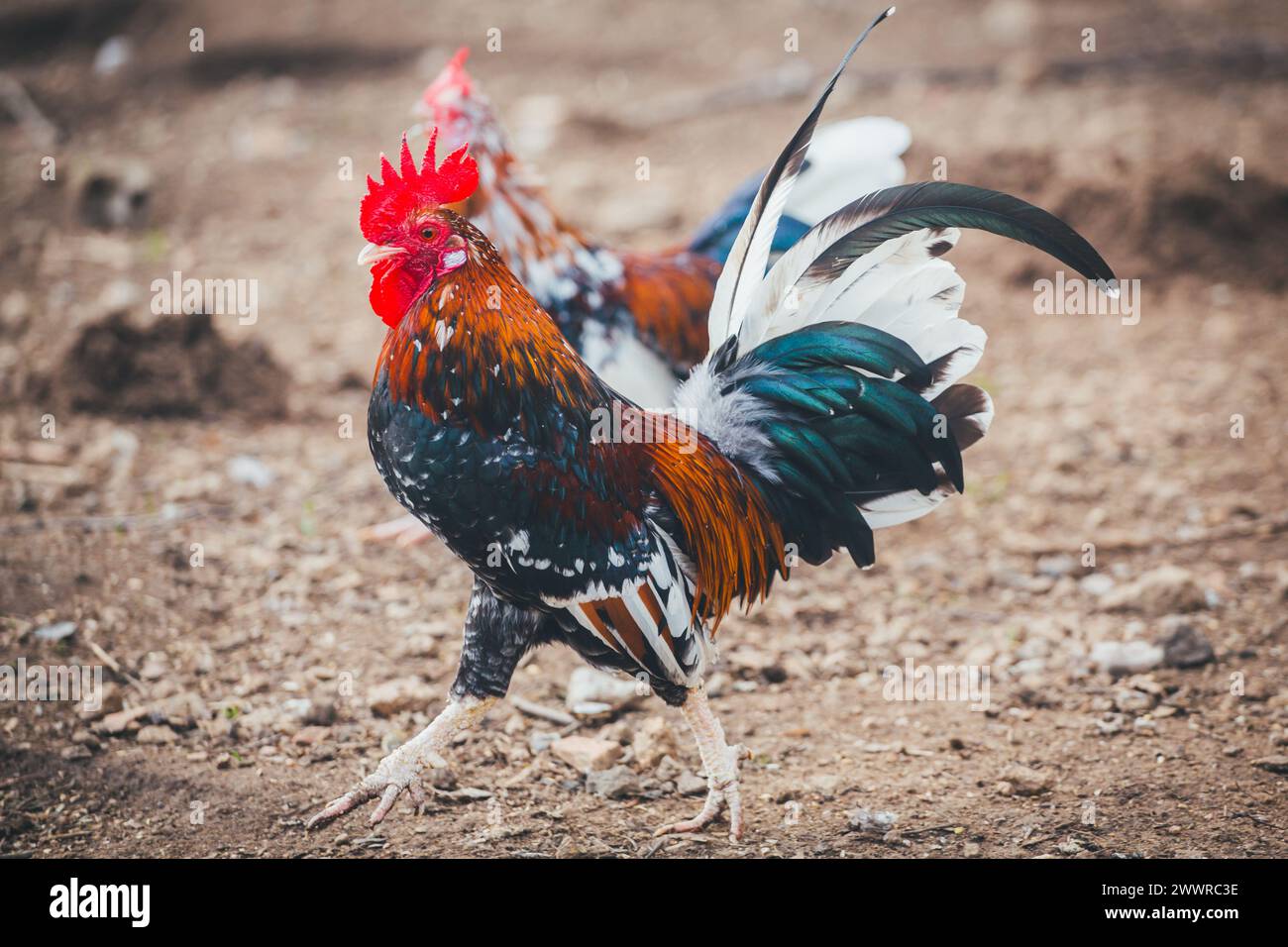Stoapiperl (Steinhendl) rooster, an endangered aboriginal chicken breed ...
