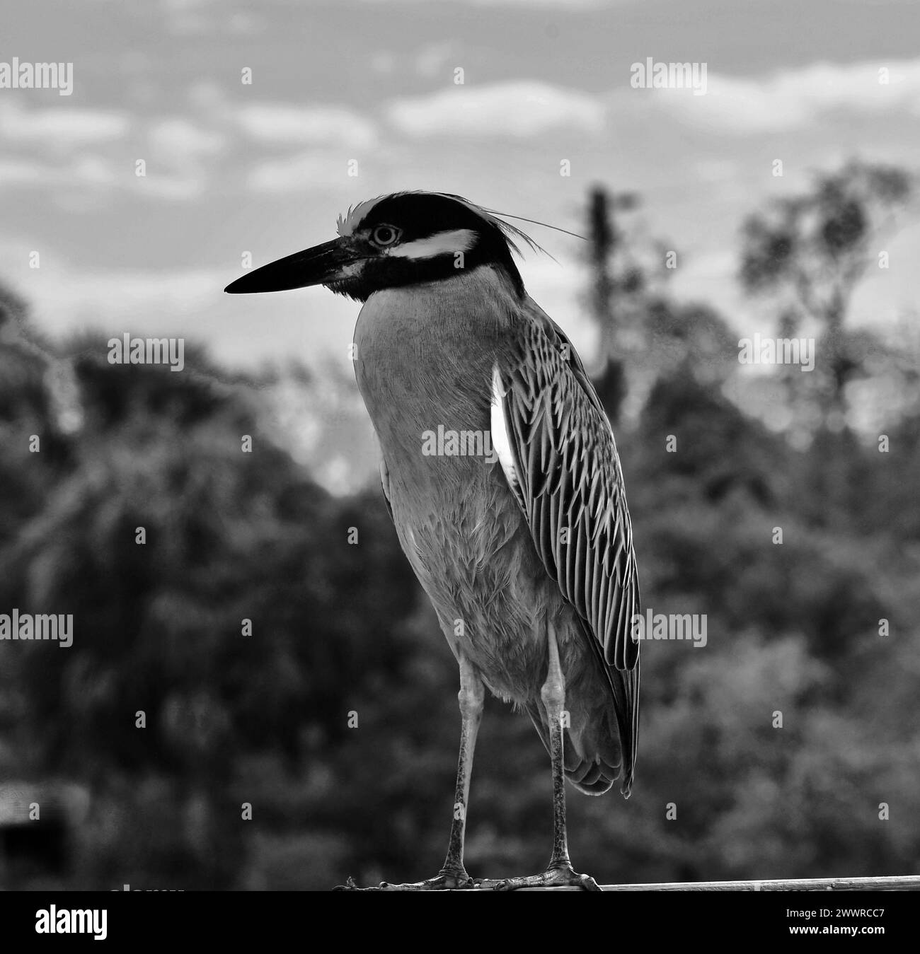 Willow bird Black and White Stock Photos & Images - Alamy