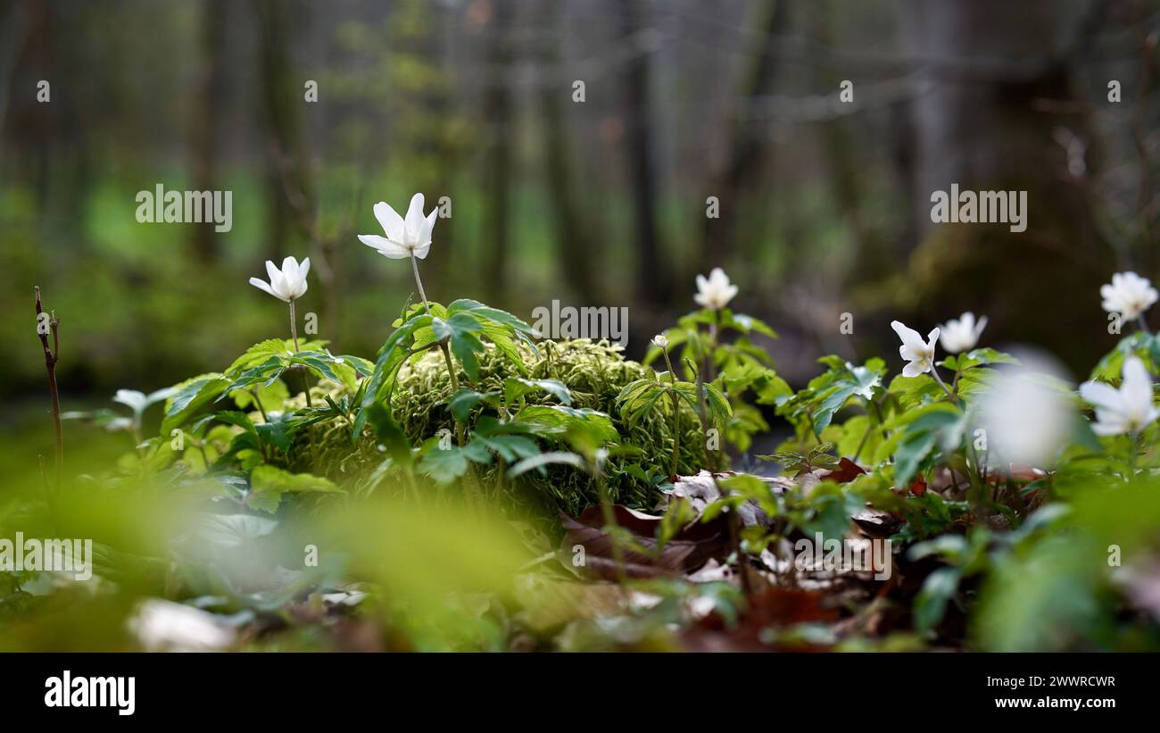Wood anemones in a forest at a mountain stream in spring Stock Photo ...