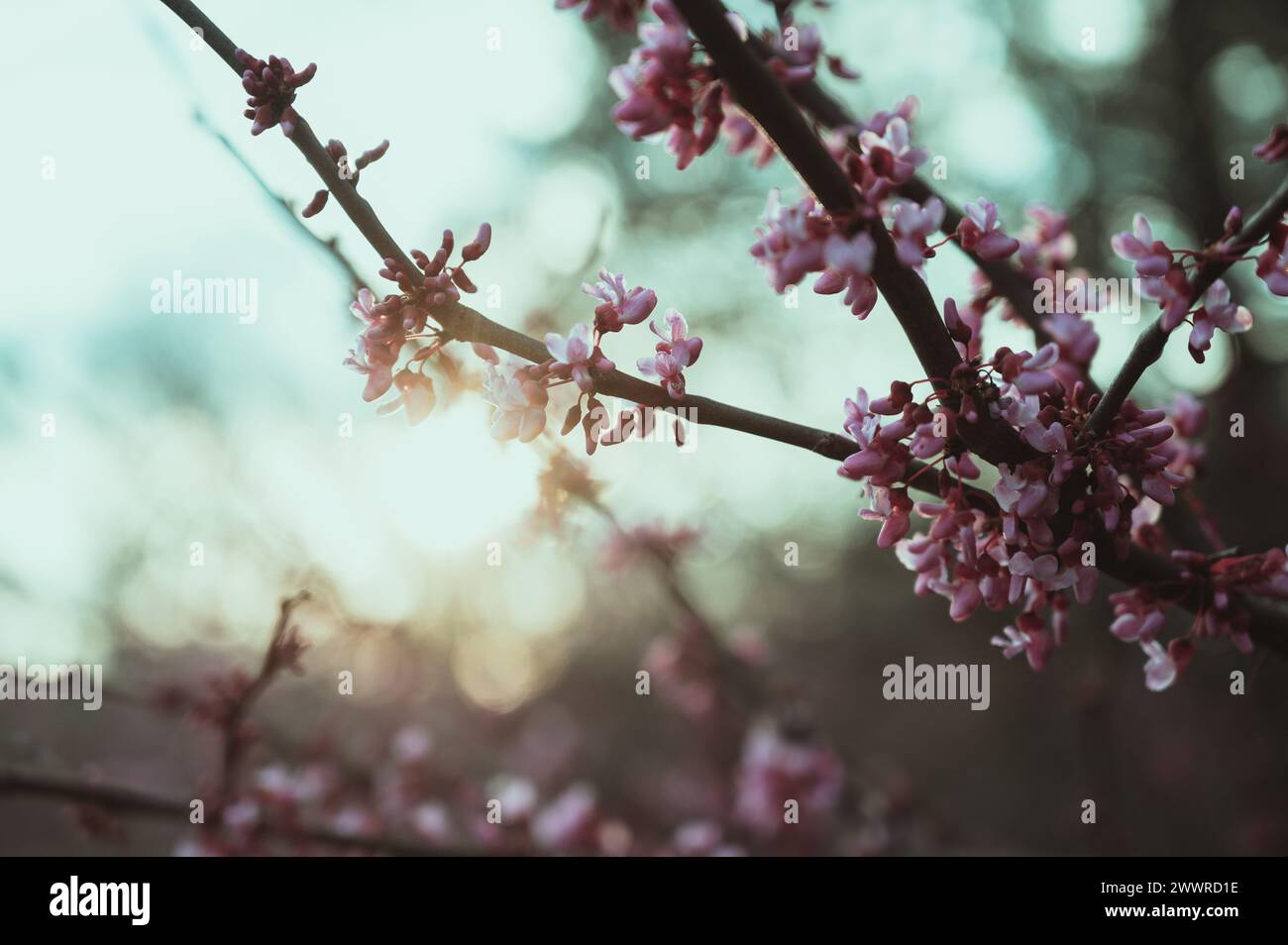 Spring redbuds hi-res stock photography and images - Alamy