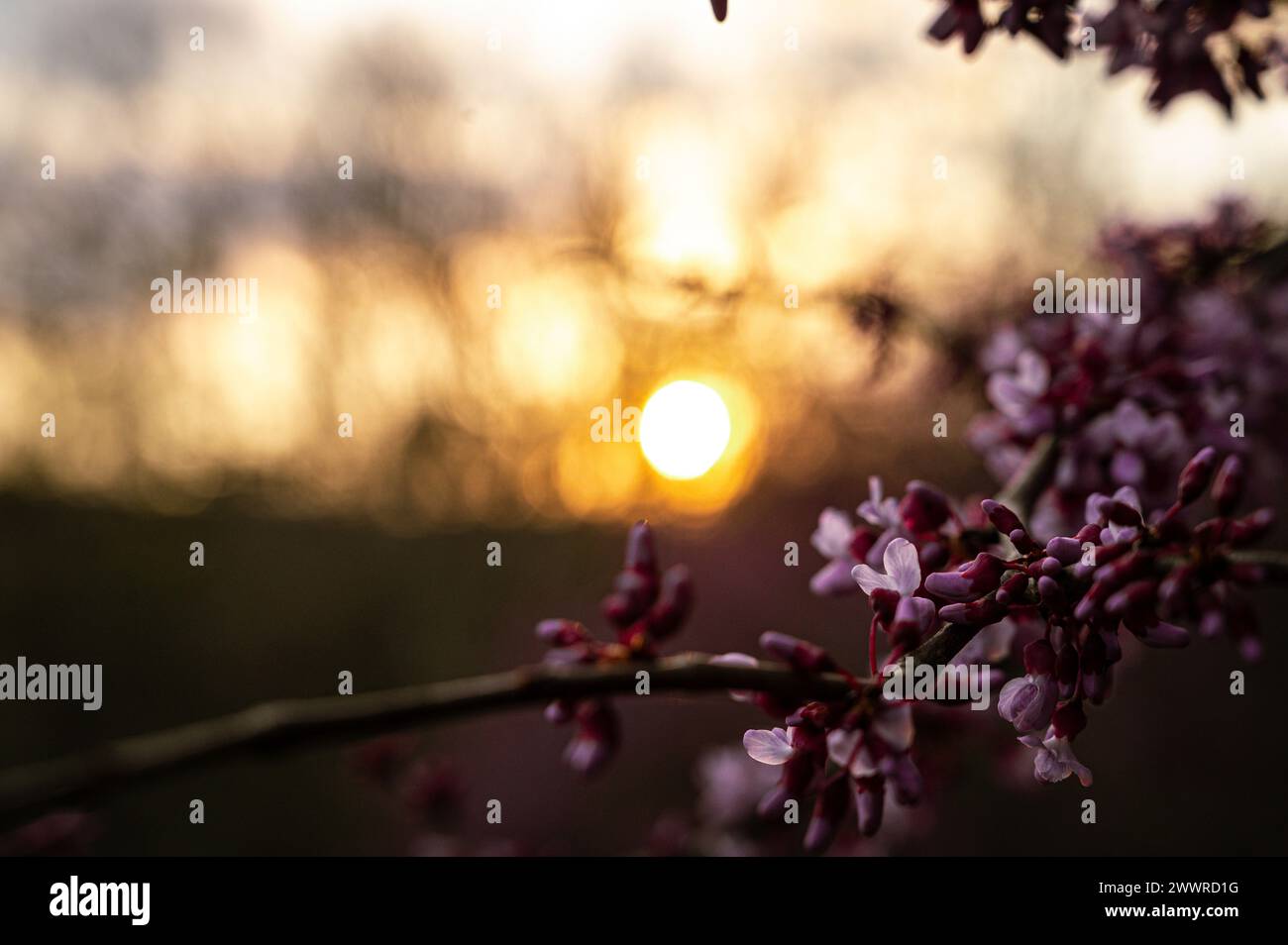 Redbud tree flowers hi-res stock photography and images - Alamy