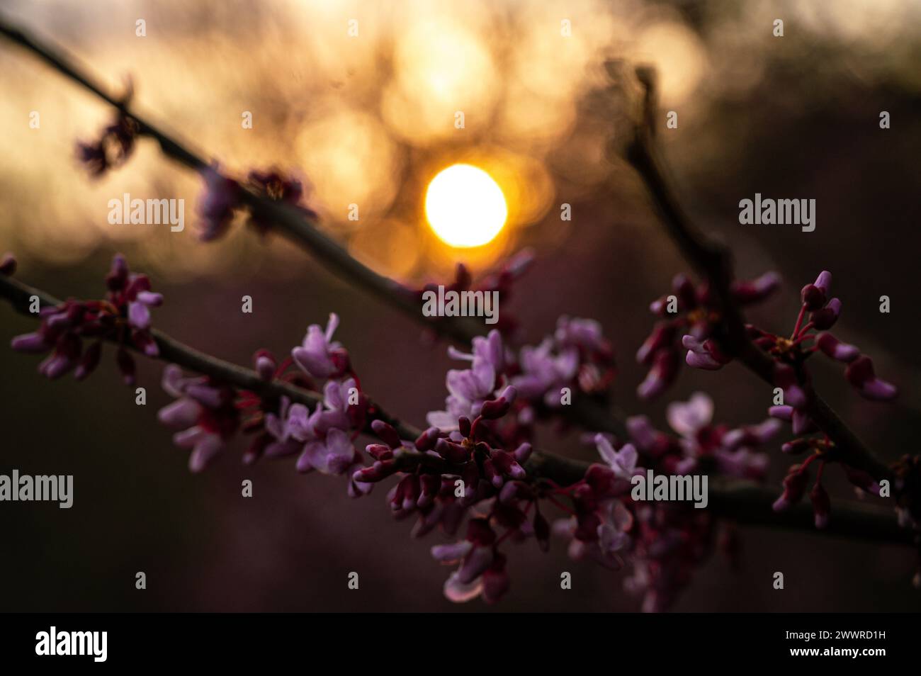 Spring redbuds hi-res stock photography and images - Alamy