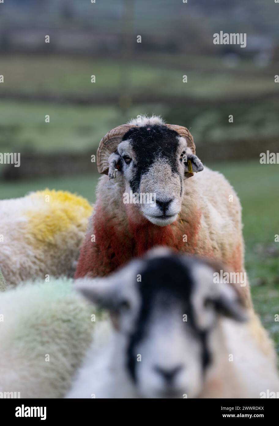 Swaledale ram in with flock of ewes at "tupping time" in the autumn ...