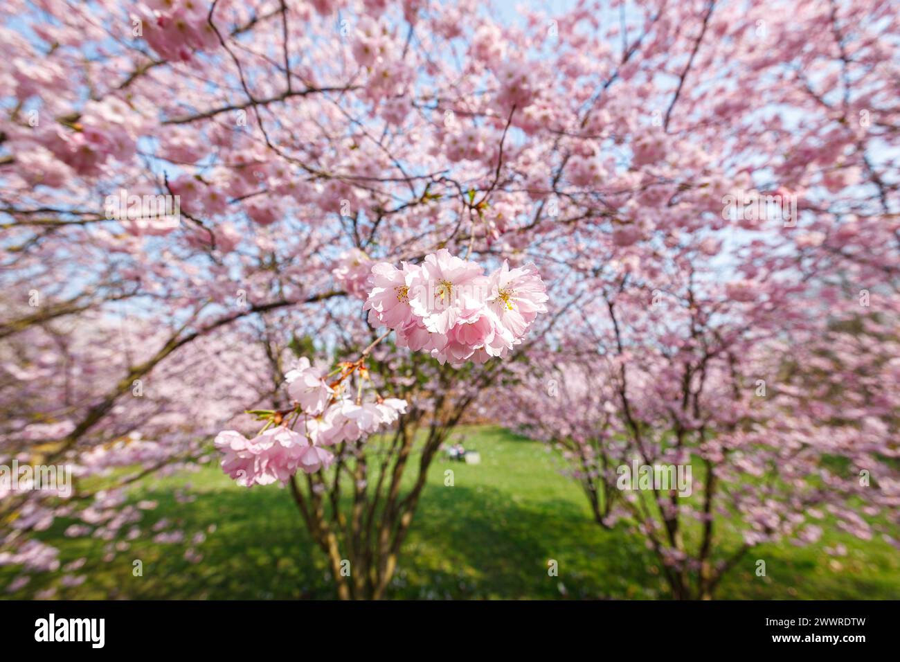 Cherry blossom spring landscape hi-res stock photography and images - Alamy