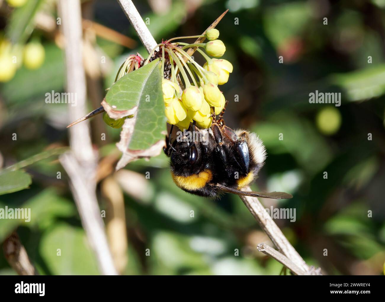 buff-tailed bumblebee or large earth bumblebee, Dunkle Erdhummel ...
