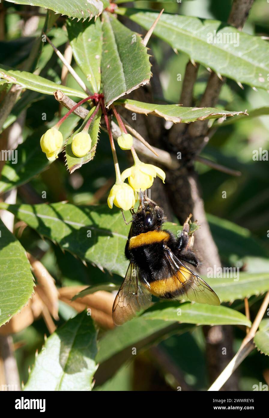 buff-tailed bumblebee or large earth bumblebee, Dunkle Erdhummel ...