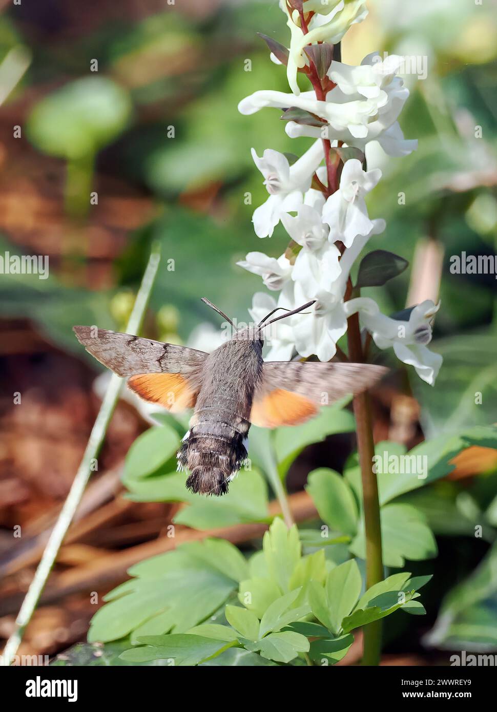Hummingbird hawk-moth, Taubenschwänzchen, Moro-sphinx, Macroglossum ...