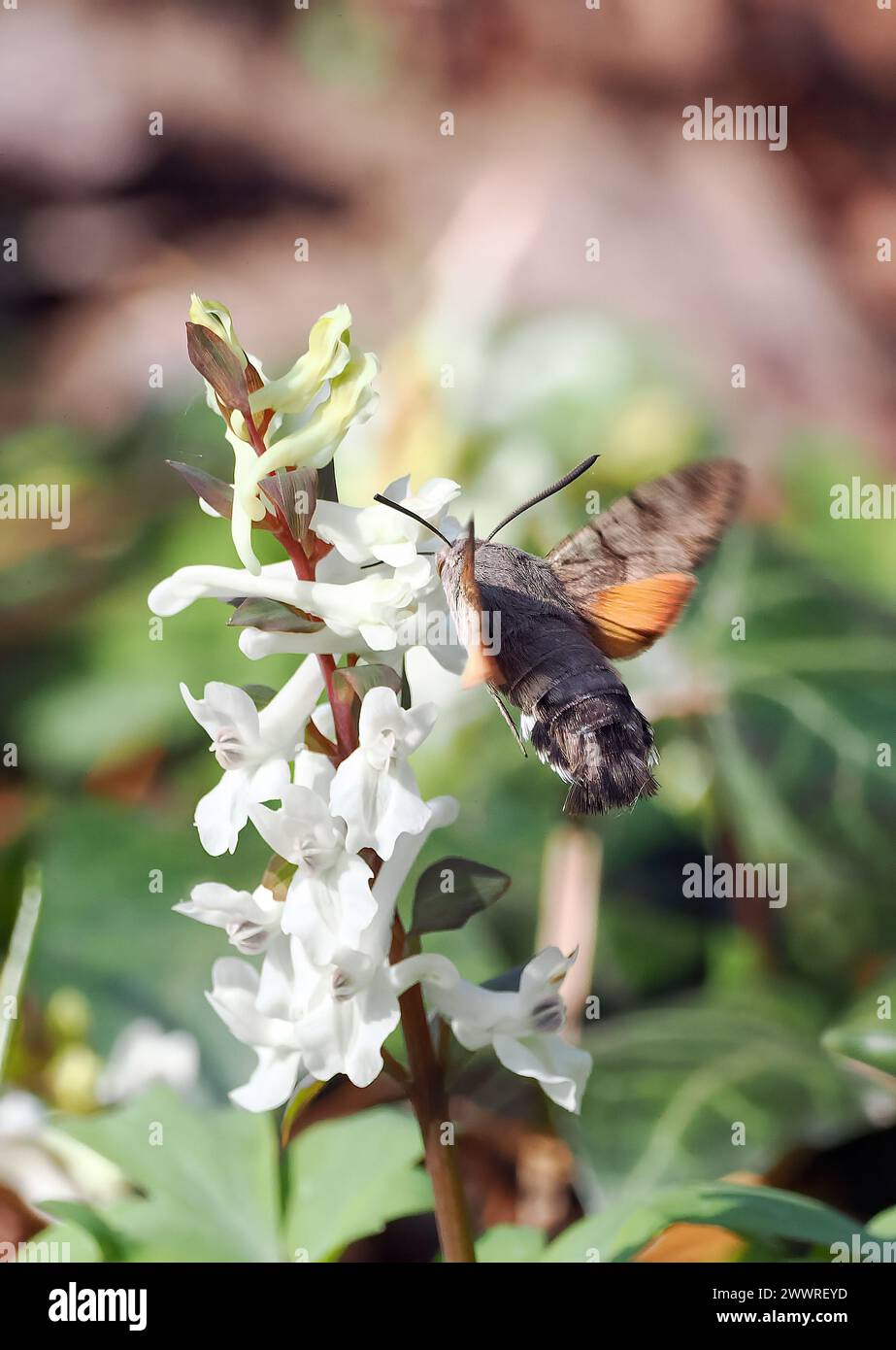 Hummingbird hawk-moth, Taubenschwänzchen, Moro-sphinx, Macroglossum ...