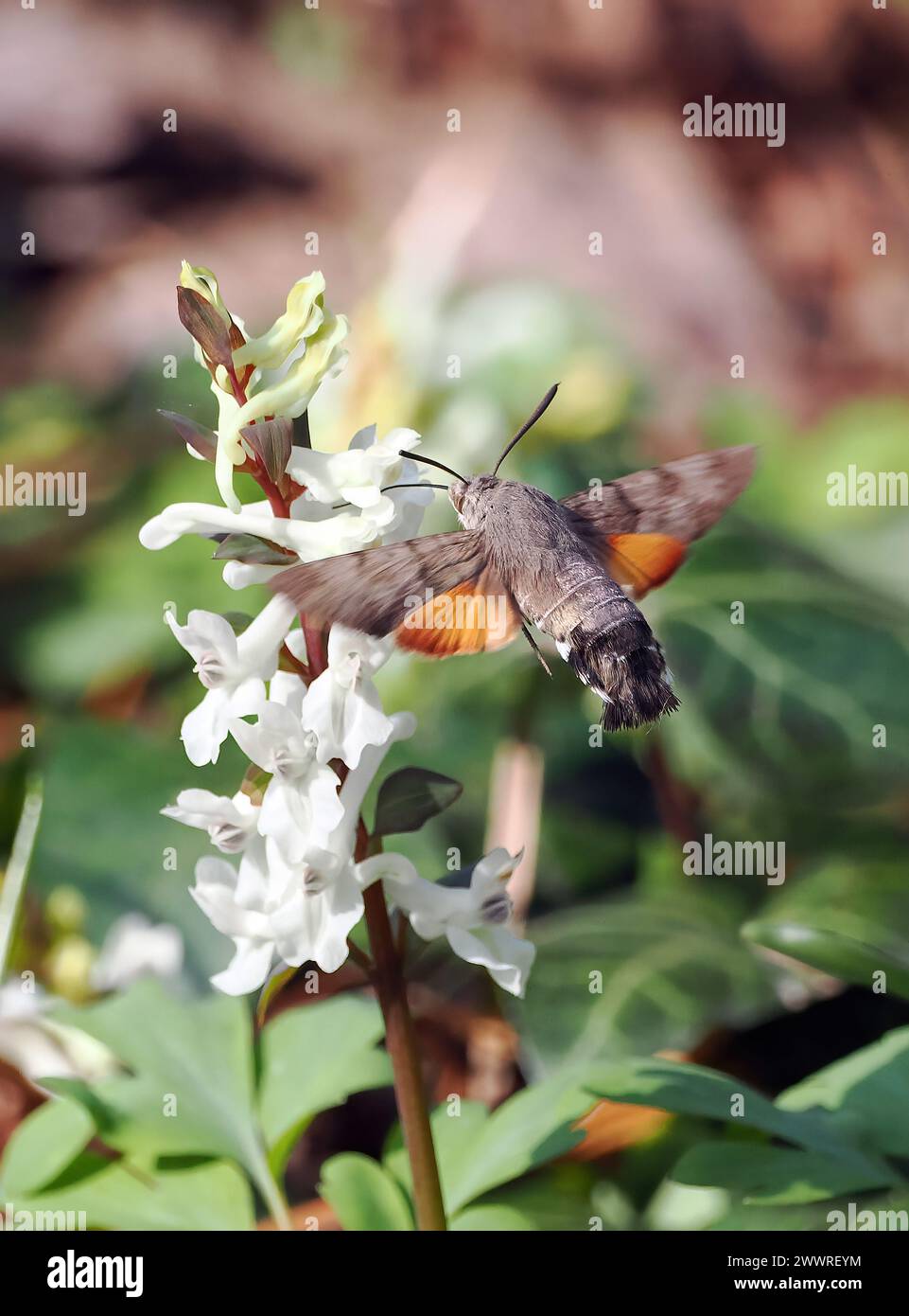 Hummingbird hawk-moth, Taubenschwänzchen, Moro-sphinx, Macroglossum ...