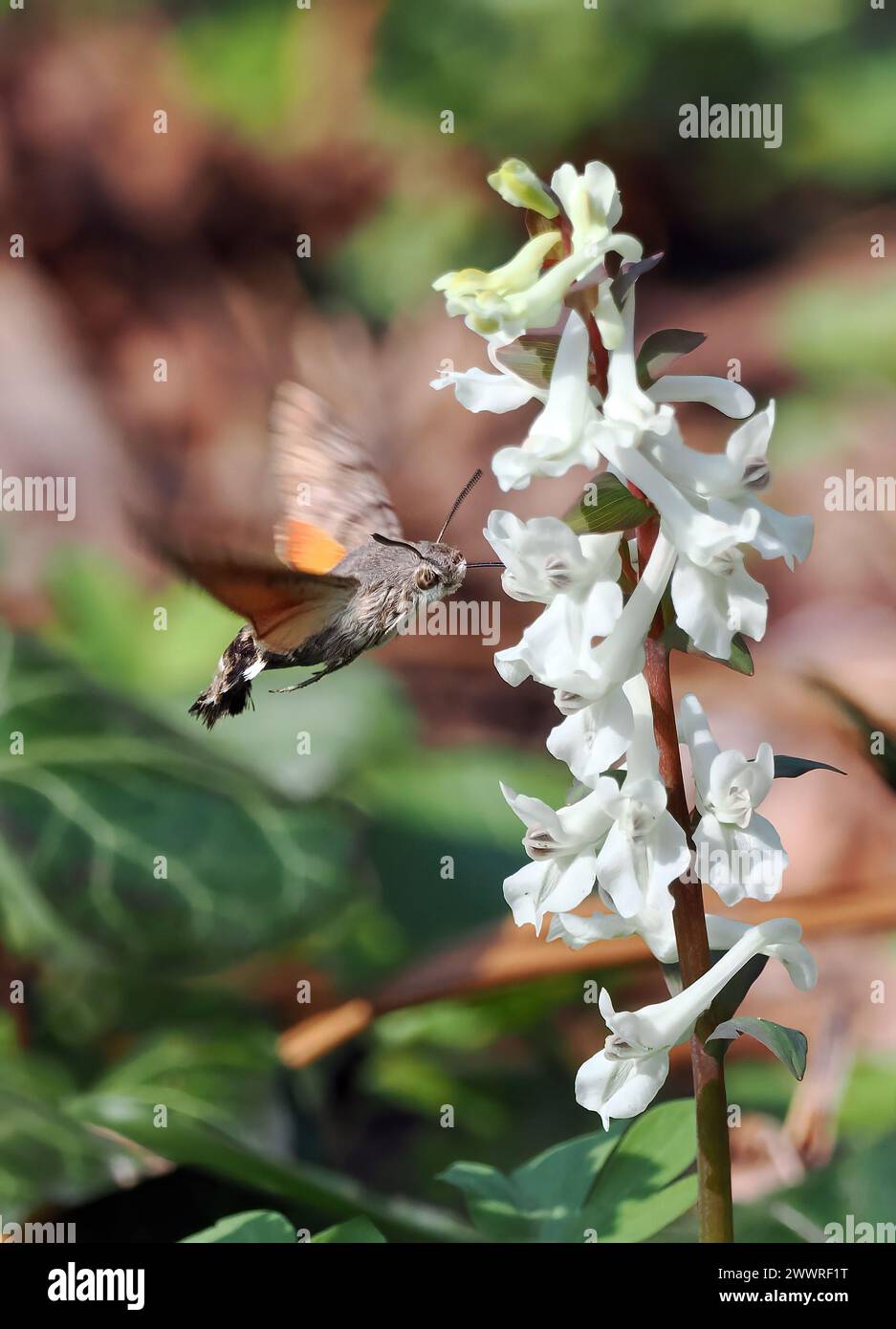 Hummingbird hawk-moth, Taubenschwänzchen, Moro-sphinx, Macroglossum ...