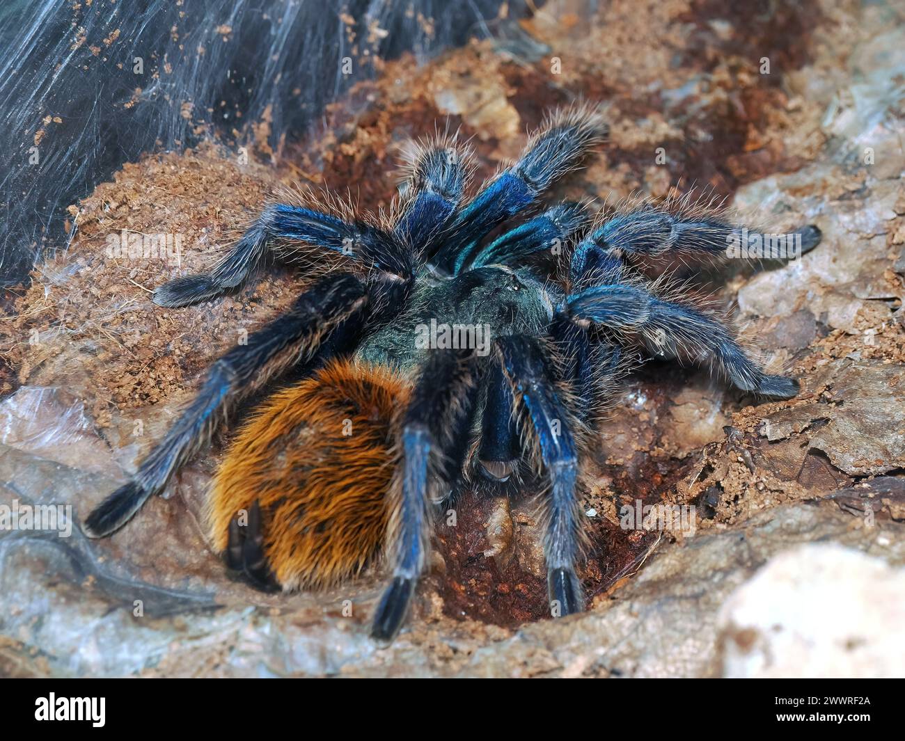 greenbottle blue tarantula, Cyanblaue Vogelspinne, GreenBottle Blue ...