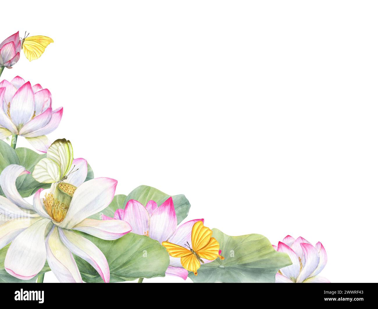 Sacred lotus flower with fluttering yellow butterflies. Horizontal ...