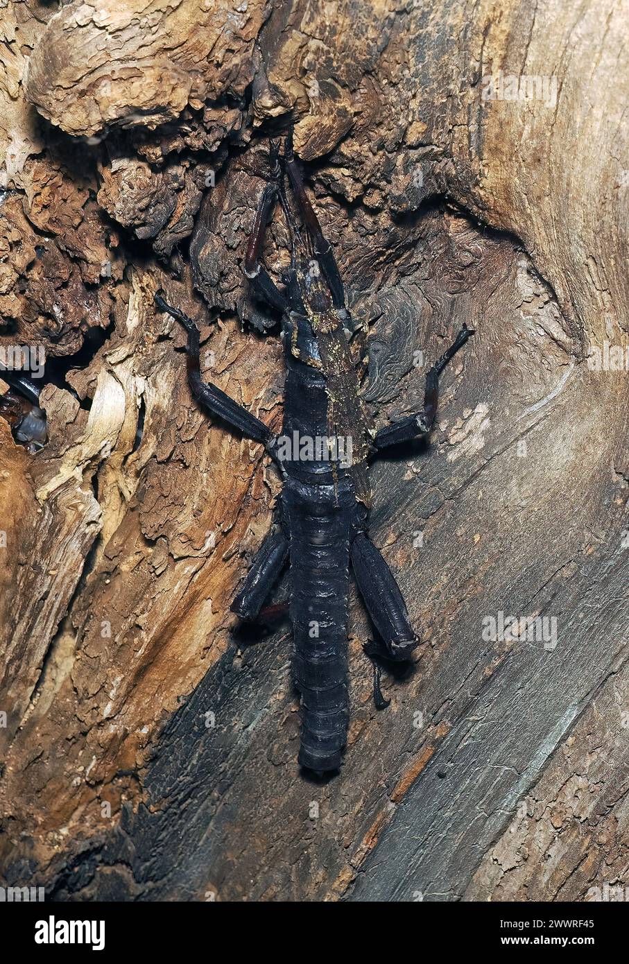 thorny devil stick insect, giant spiny stick insect ...