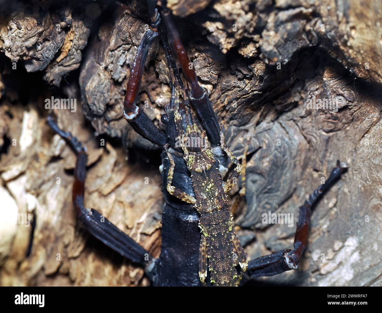 thorny devil stick insect, giant spiny stick insect ...