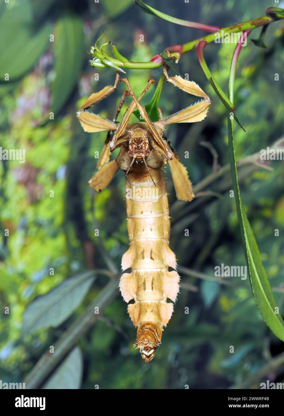 spiny leaf insect, giant prickly stick insect, Australian walking stick ...
